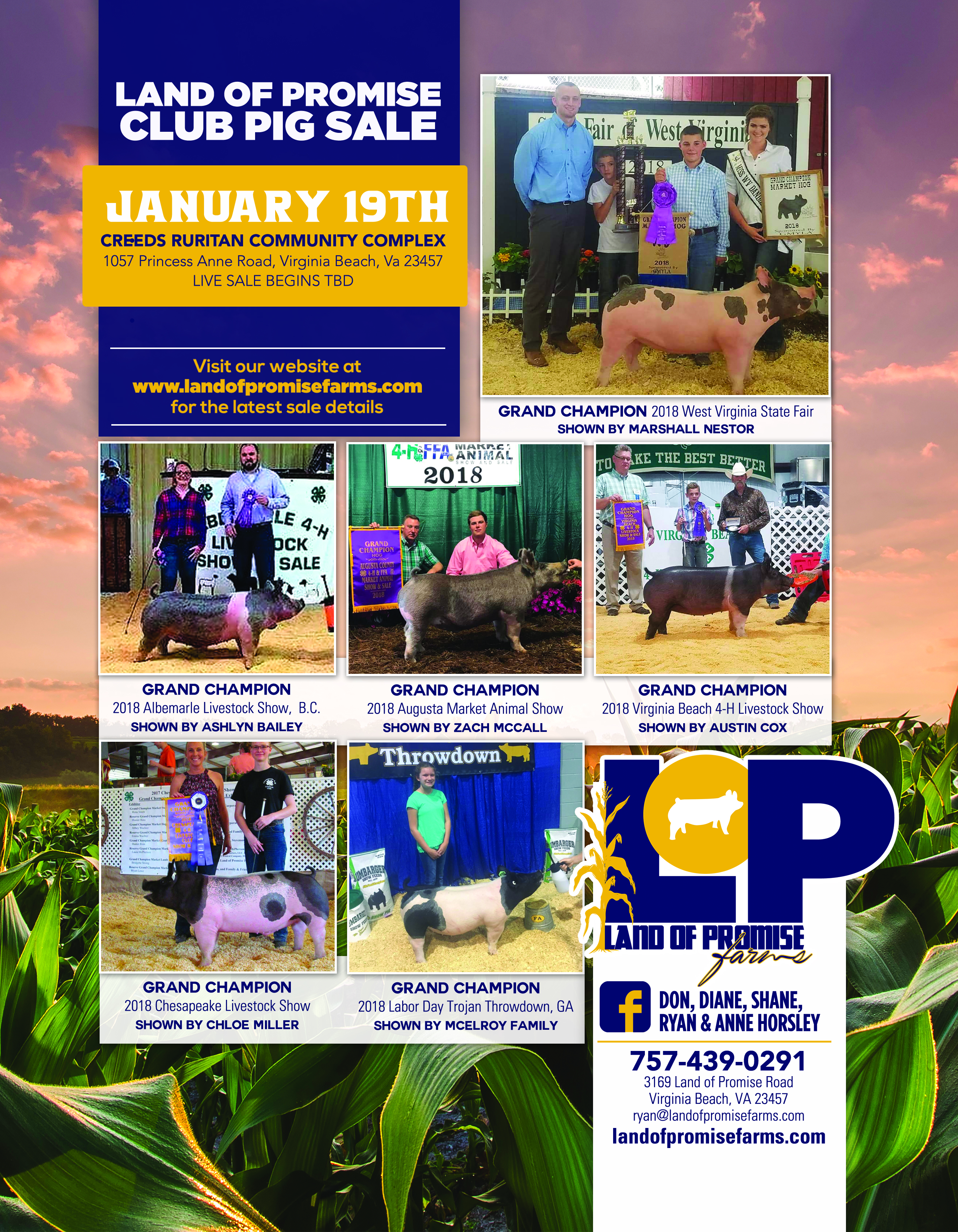 Show Pigs | Land of Promise Farms
