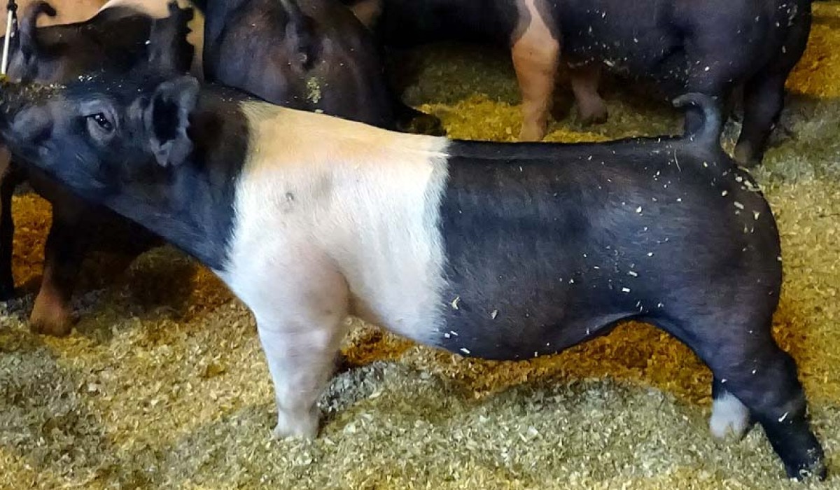 Gallery of Show Pigs for Sale | Land of Promise Farms